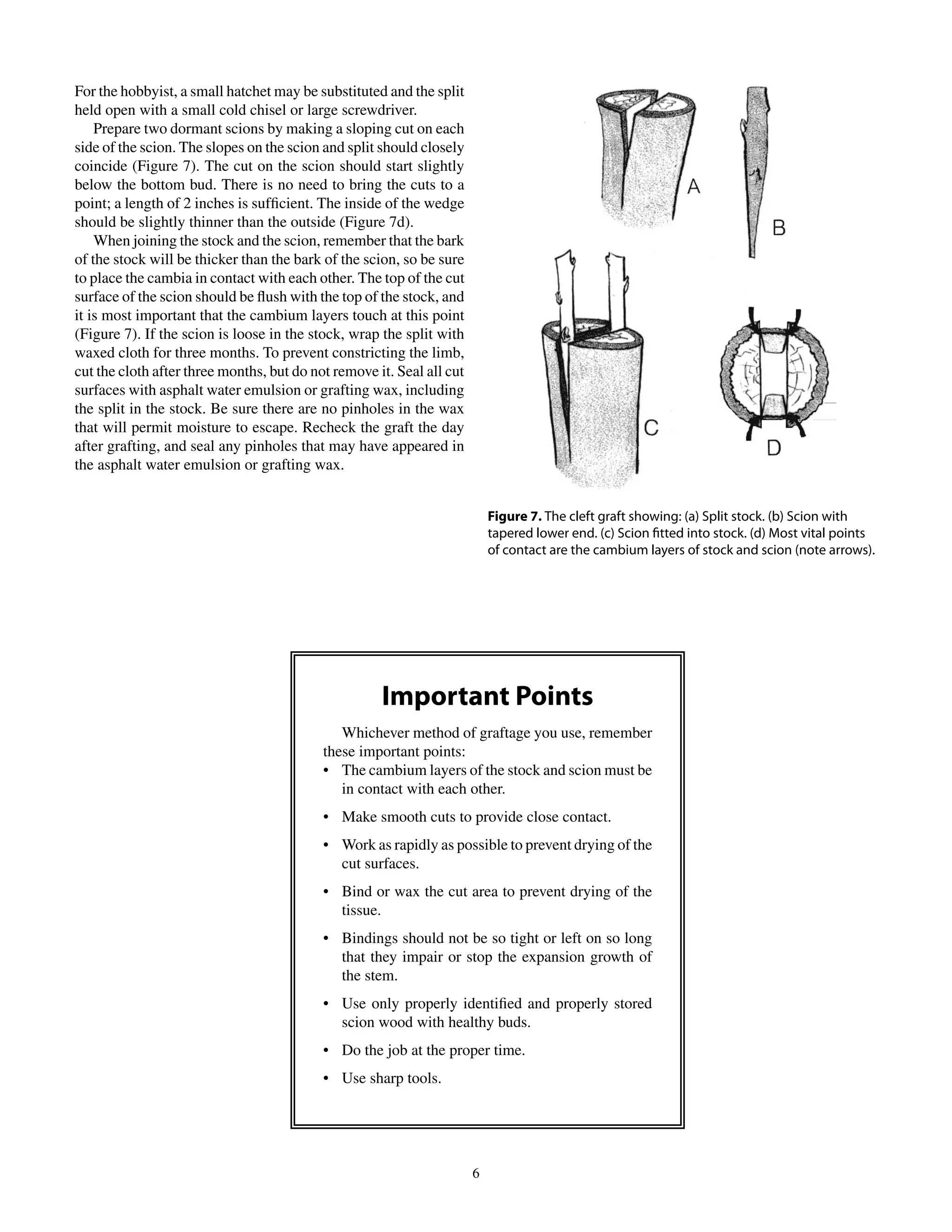 Budding and grafting | PDF