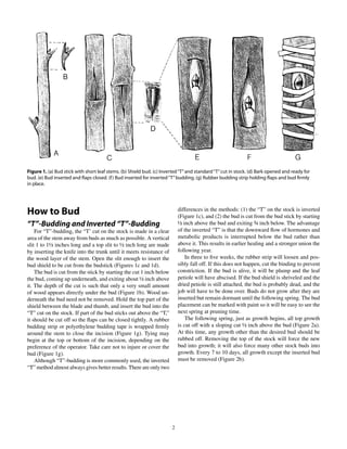 Budding and grafting | PDF