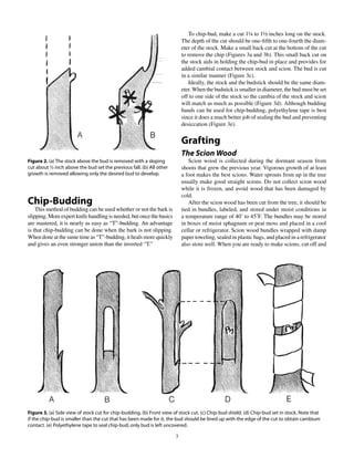 Budding and grafting | PDF