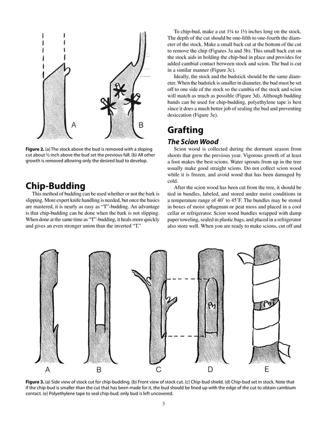 Budding and grafting | PDF