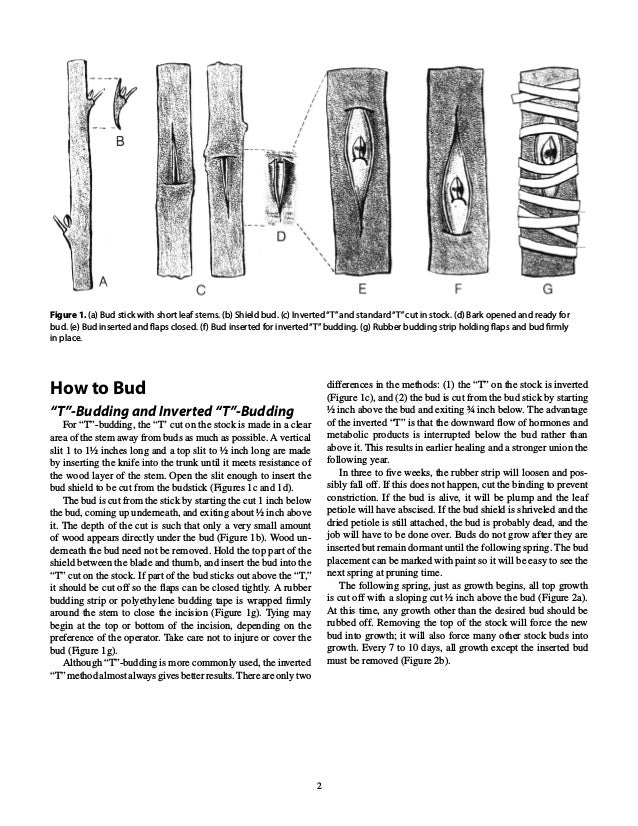 Budding and grafting