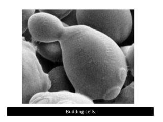 Budding cells | PPT