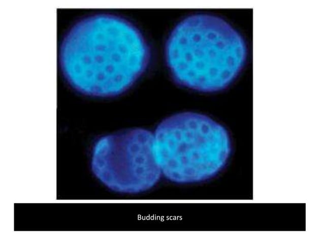 Budding cells | PPT
