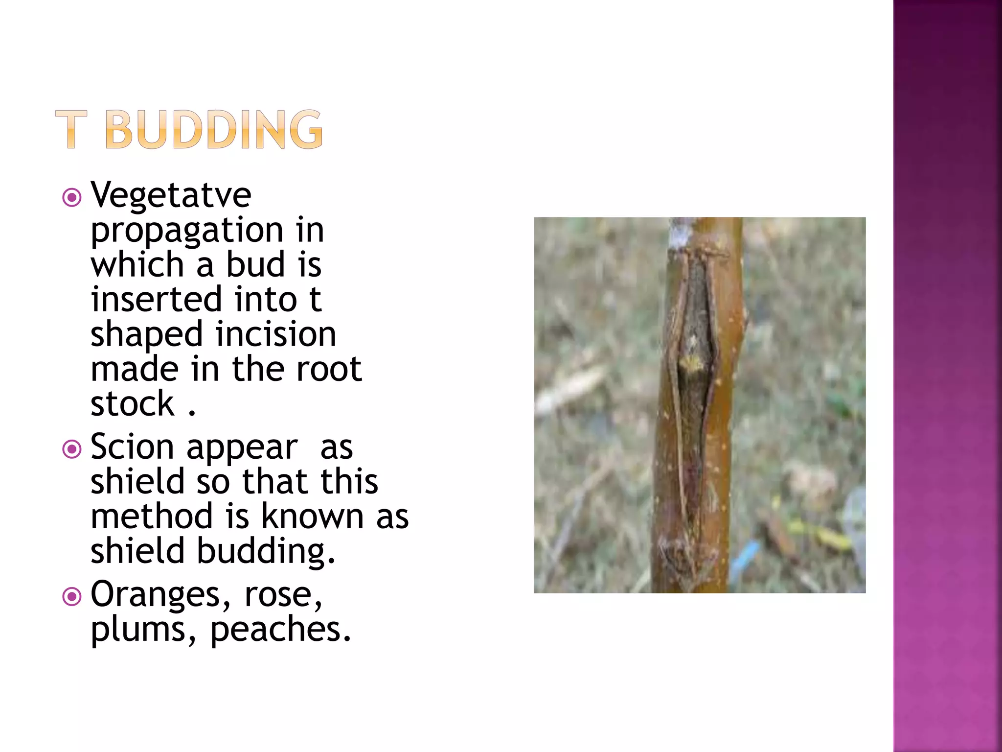 Budding & grafting | PPTX