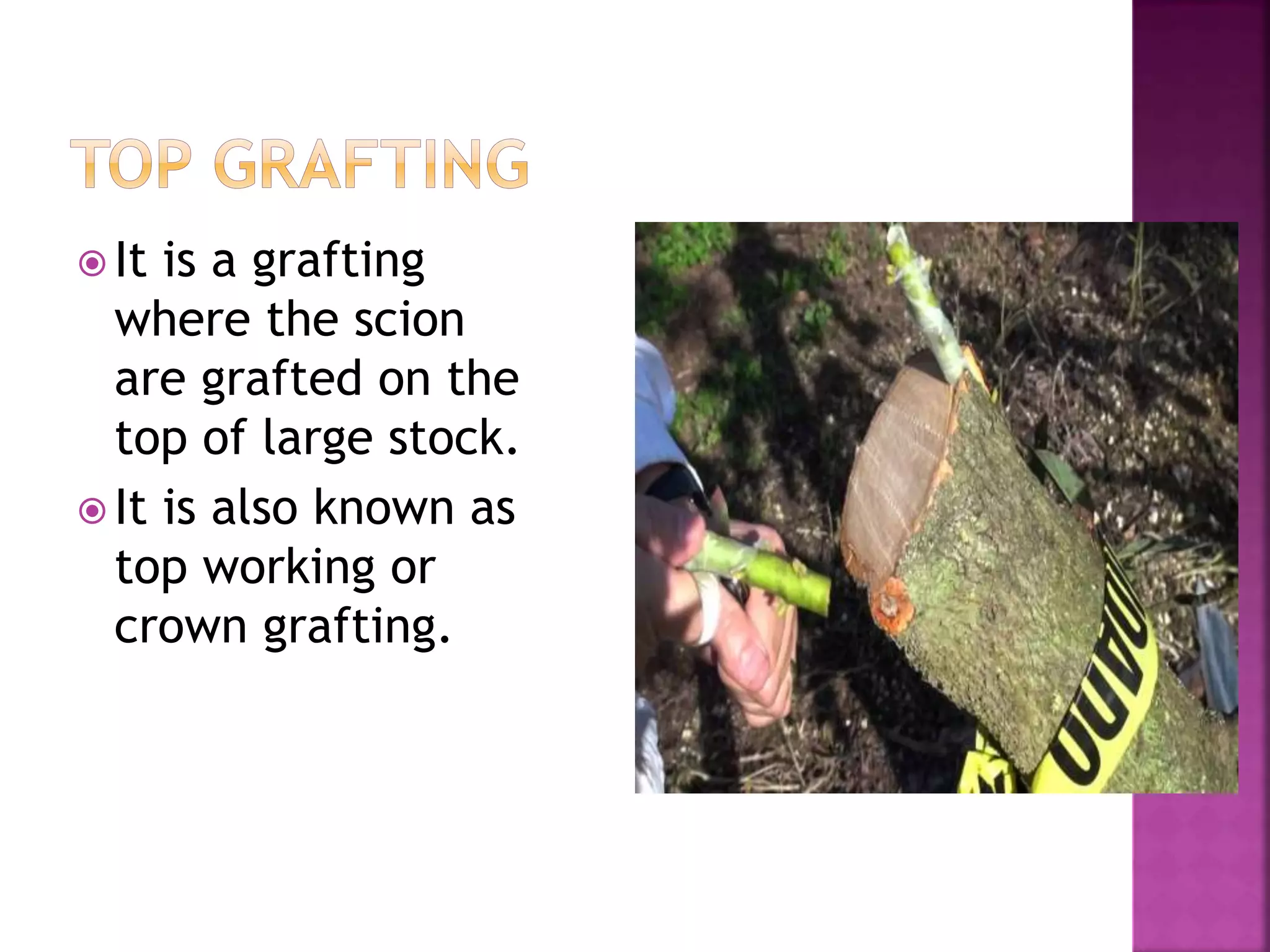 Budding & grafting | PPTX