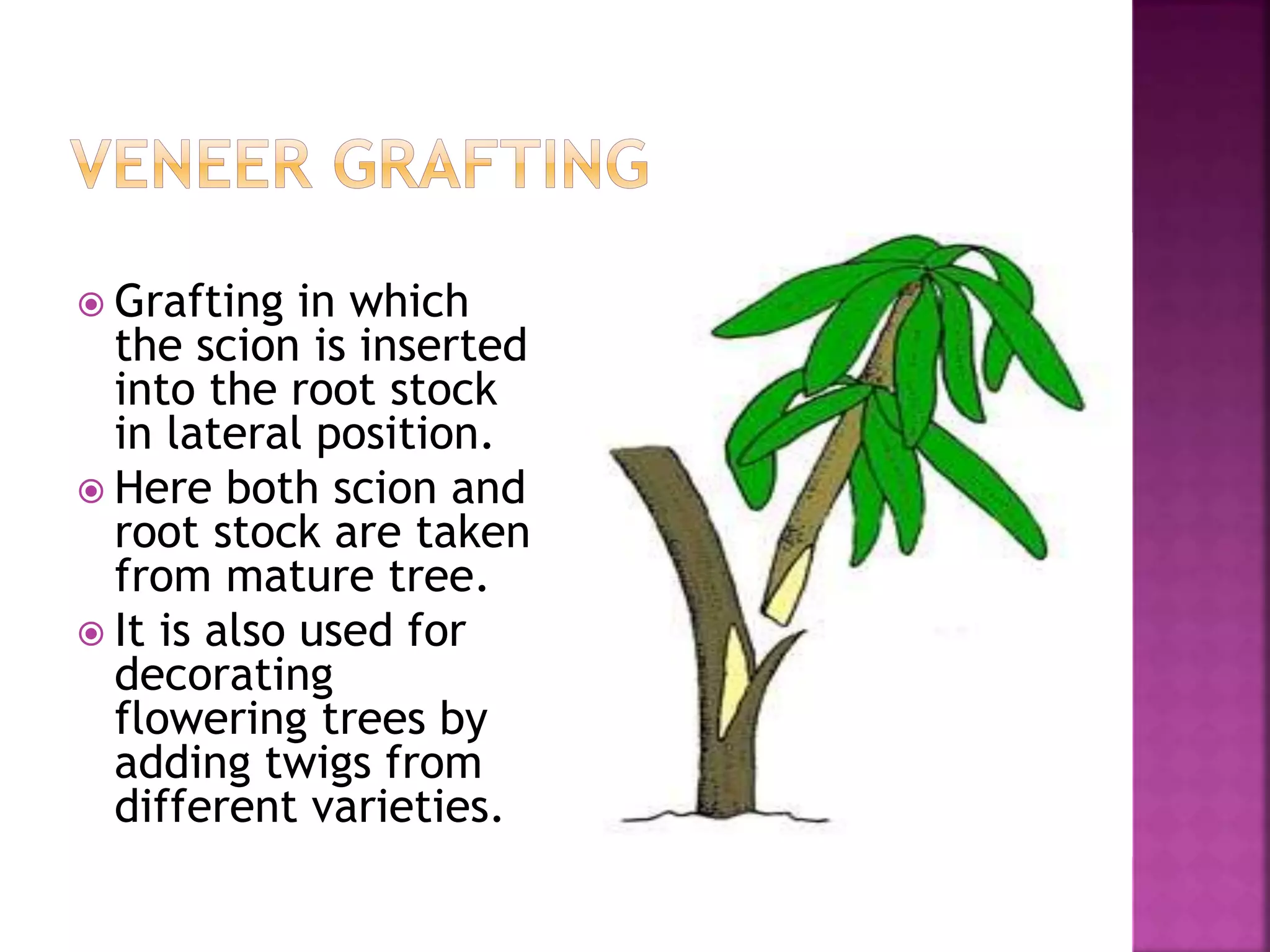Budding & grafting | PPTX