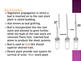 Budding & grafting | PPTX