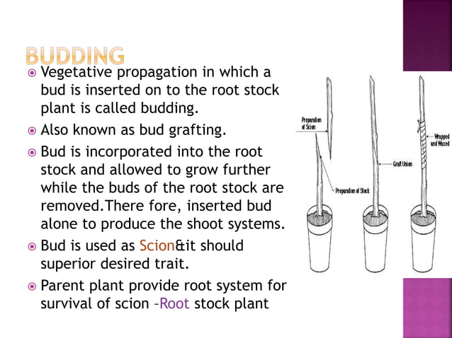 Budding & grafting | PPTX | Woodworking | Arts and Crafts