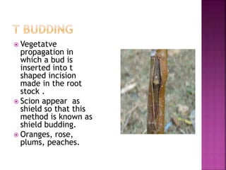 Budding & grafting | PPTX