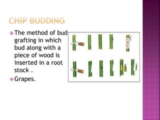Budding & grafting | PPTX