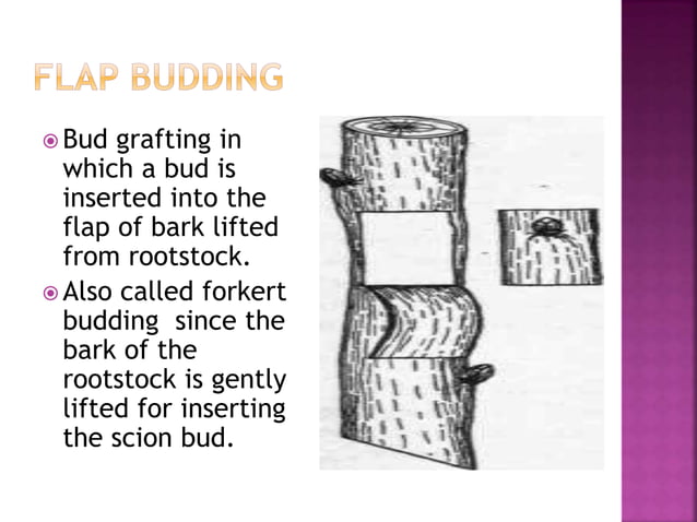Budding & grafting | PPT