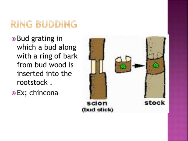 Budding & grafting | PPTX | Woodworking | Arts and Crafts