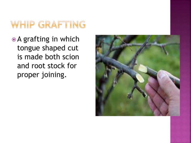 Budding & grafting | PPTX | Woodworking | Arts and Crafts