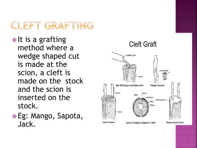Budding & grafting | PPTX | Woodworking | Arts and Crafts