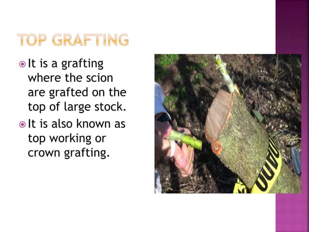 Budding & grafting | PPTX | Woodworking | Arts and Crafts