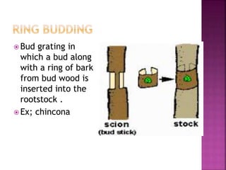 Budding & grafting | PPT