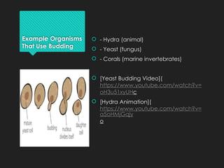 Type of asexual reproduction Budding Presentation.pptx