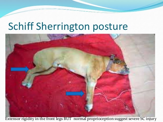 Buddy brown fce final