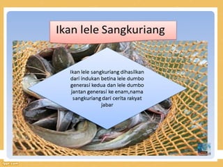PKWU Kelas XI budidaya-ikan-konsumsi.pptx