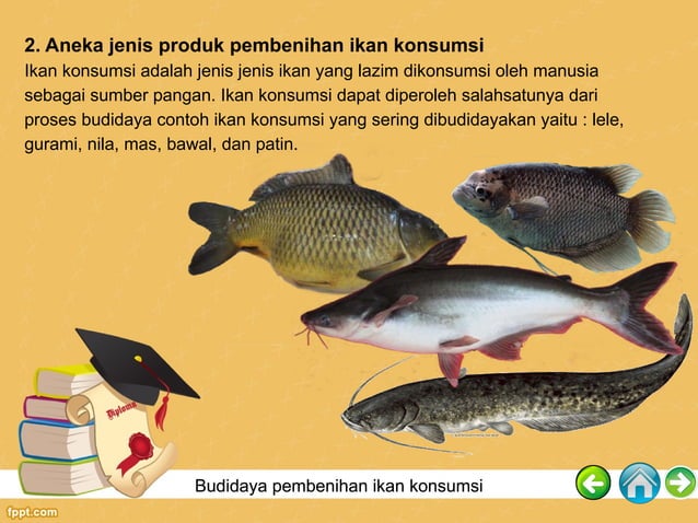 PKWU Kelas XI budidaya-ikan-konsumsi.pptx