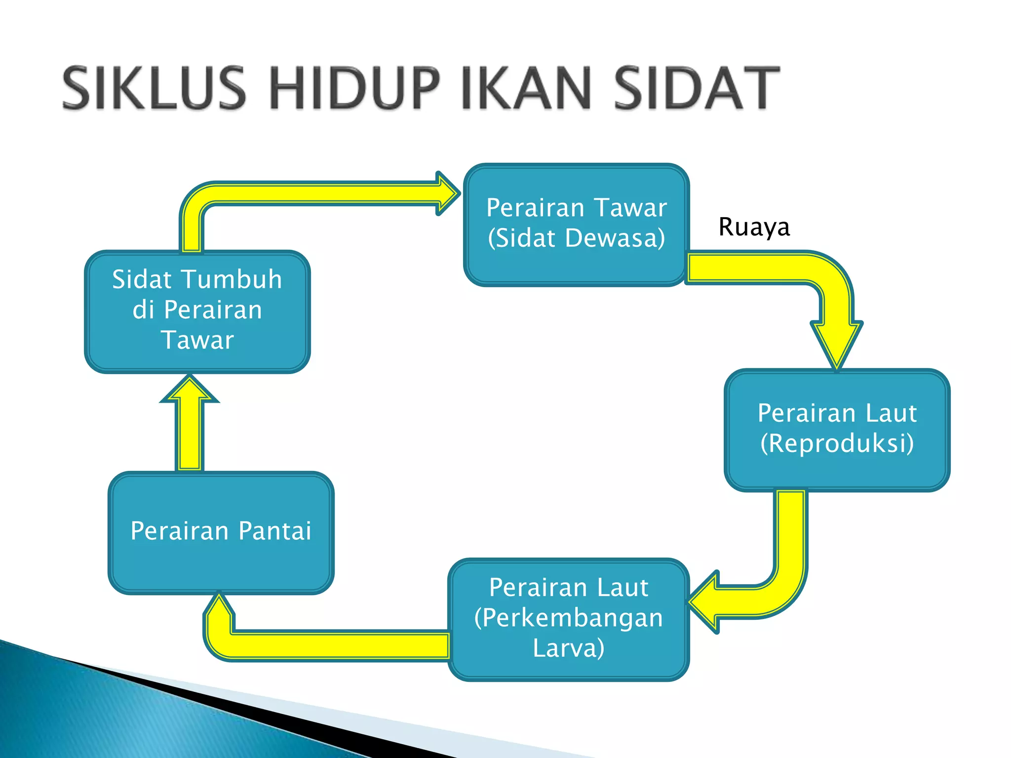 budidaya-ikan-sidat.ppt