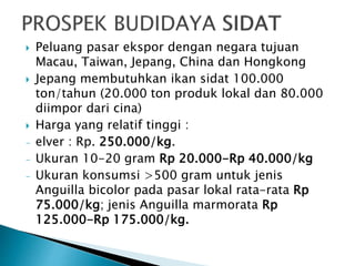 budidaya-ikan-sidat.ppt