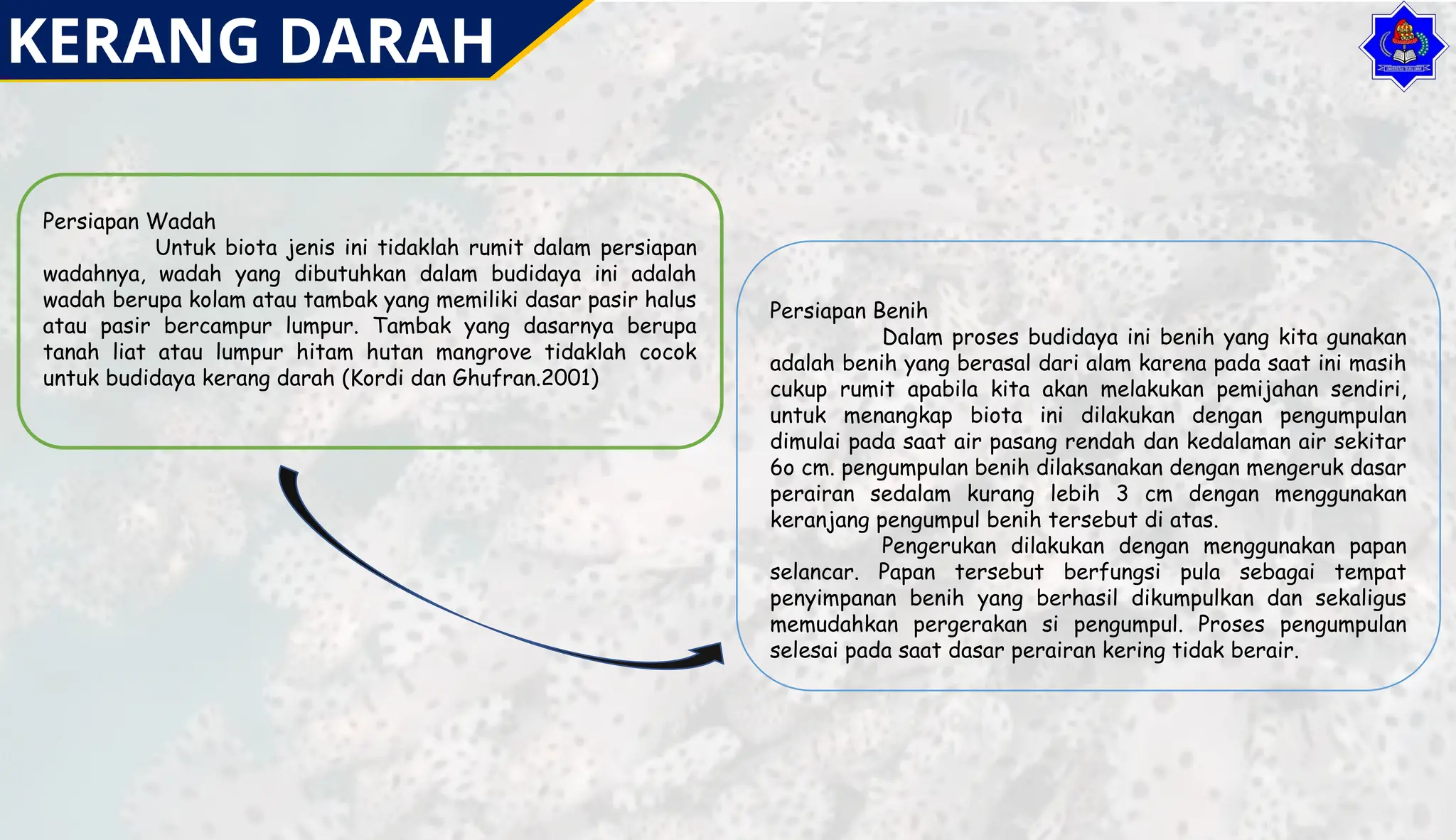 Budidaya Kerang sebagai komoditi unggulan | PPTX