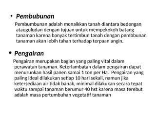 Budidaya-TANAMAN-JAGUNG di dataran rendah.ppt