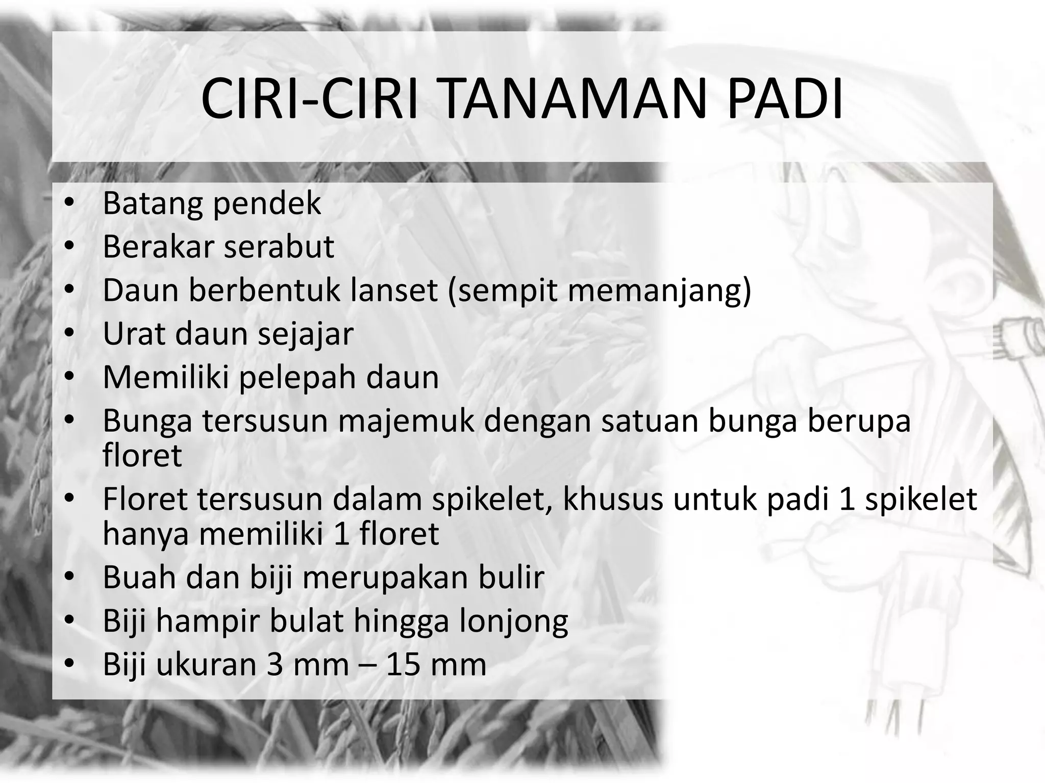 Budidaya tanaman-padi | PPTX