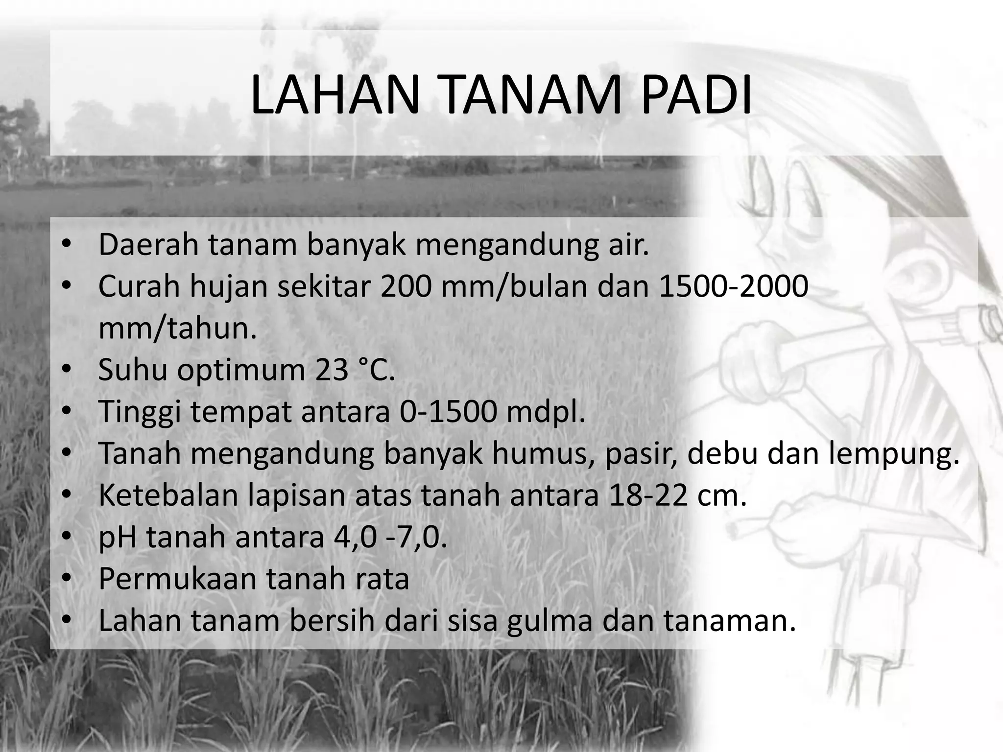 Budidaya tanaman-padi | PPTX