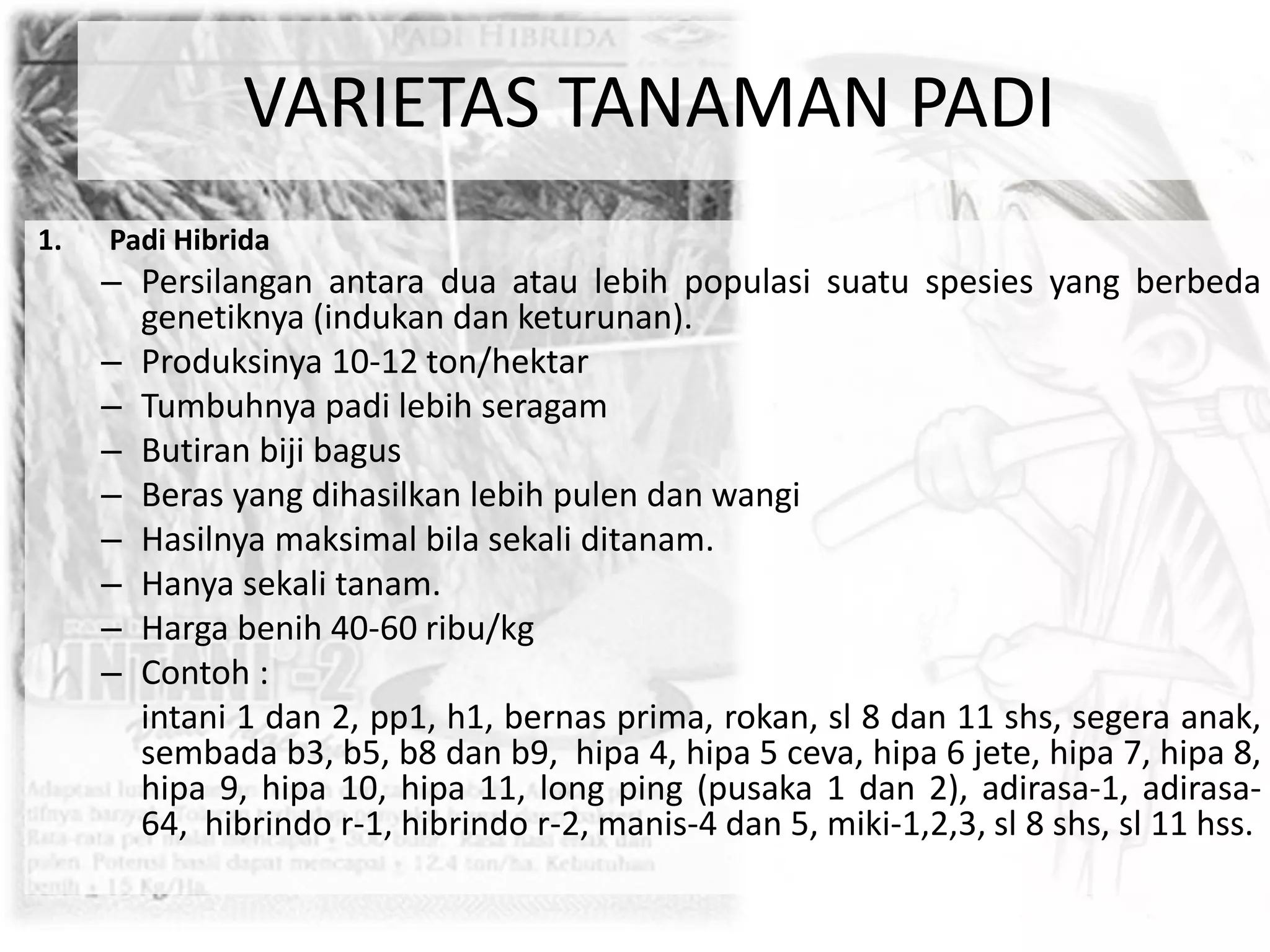 Budidaya tanaman-padi | PPTX
