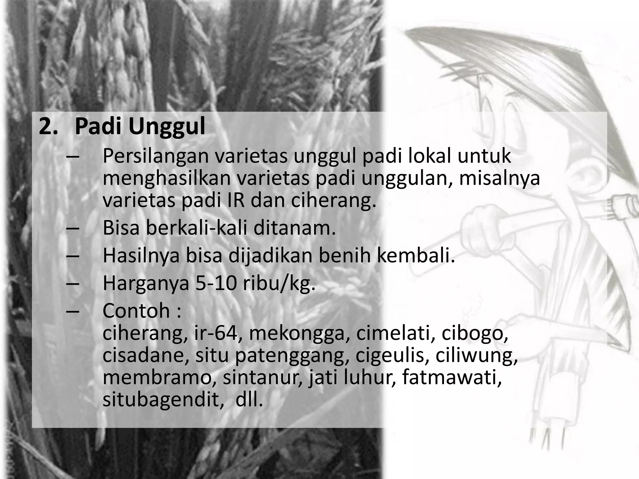 Budidaya tanaman-padi | PPTX