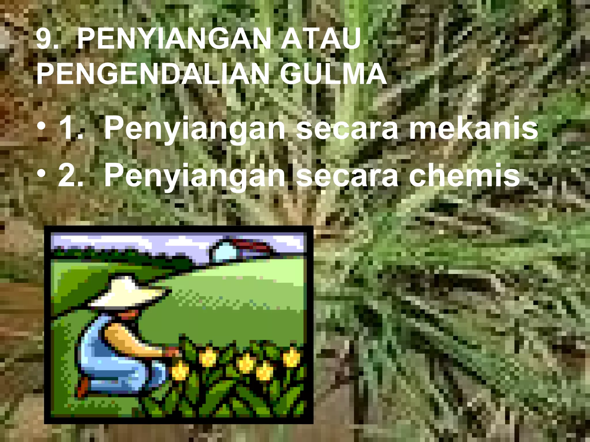 Budidaya tanaman-sayuran-iwan-1 | PPT