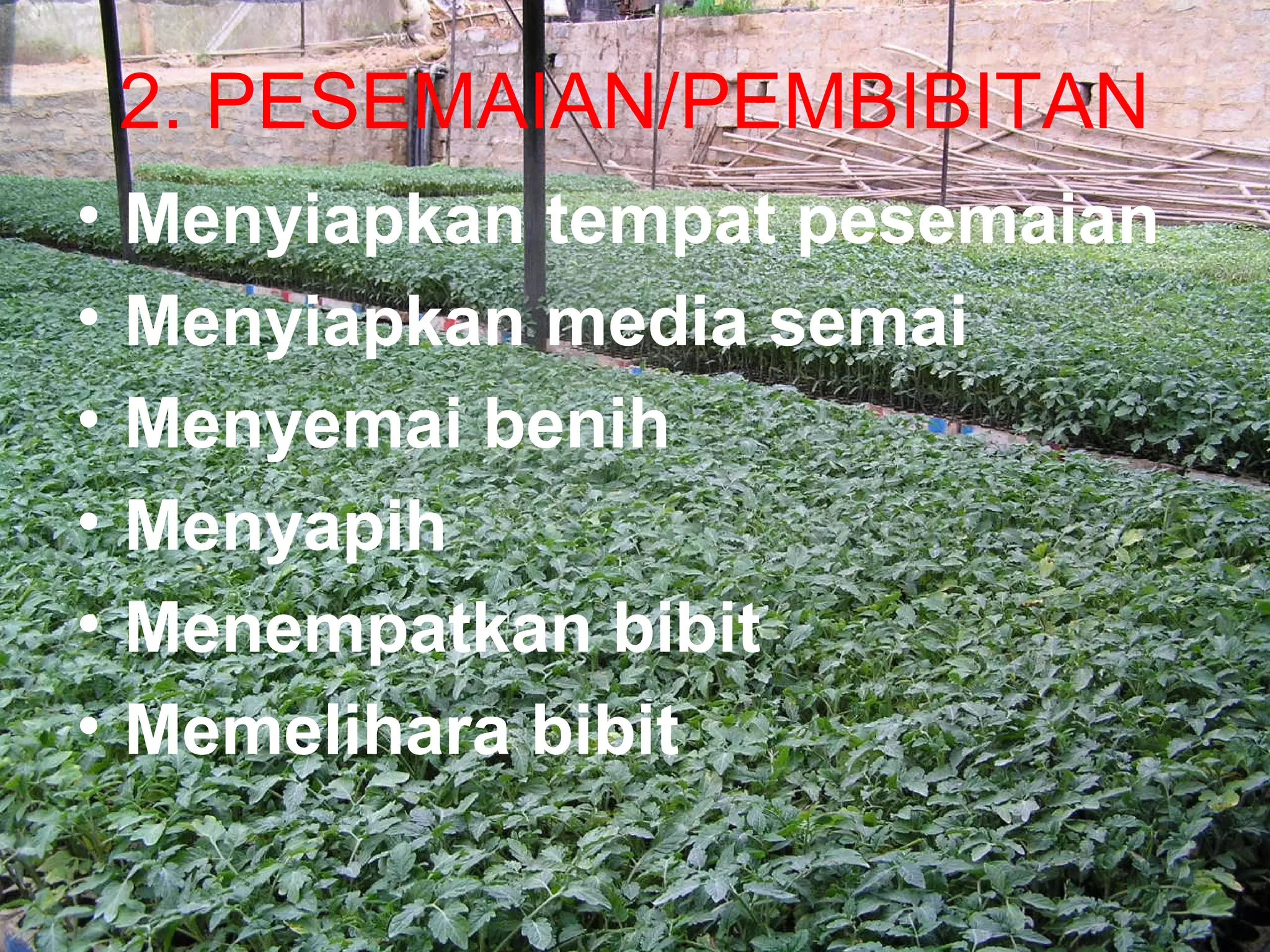 Budidaya tanaman-sayuran-iwan-1 | PPT