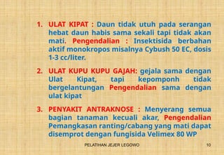 TEKNIS BUDIDAYA TANAMAN ALPUKAT.pptx