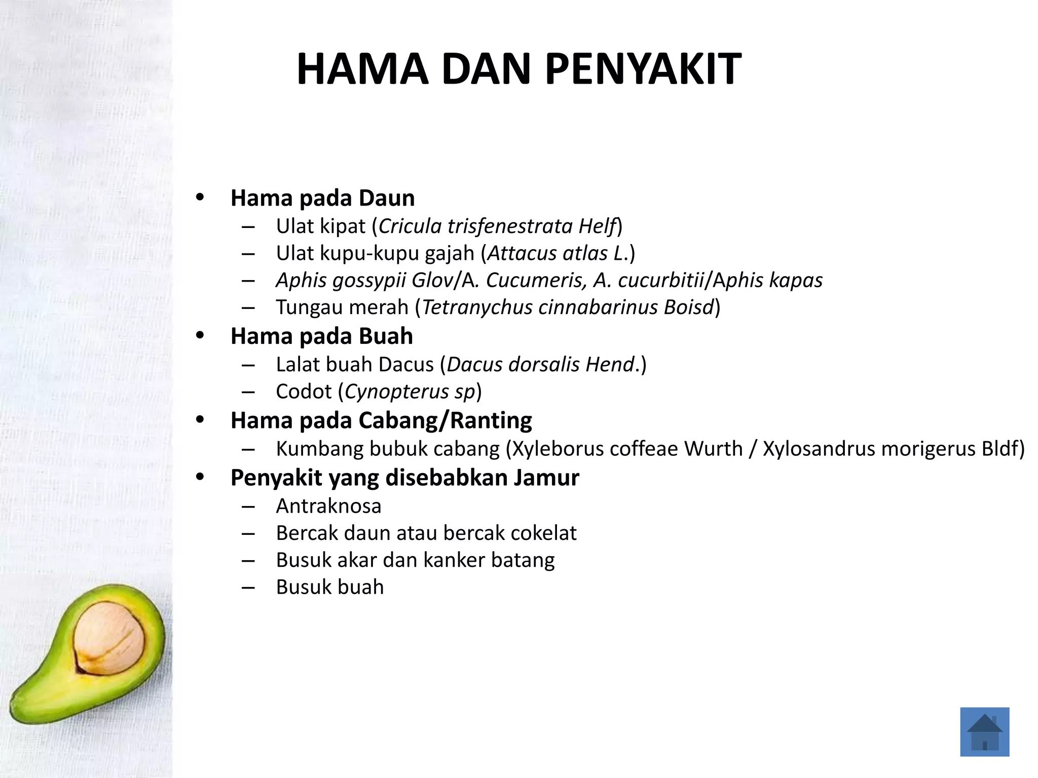 budidaya alpukat edited.pptx.pdf