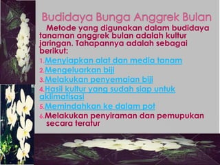 Budidaya anggrek bulan | PPTX