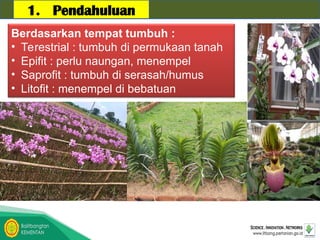 Budidaya Anggrek Terstandar BSIP Tanaman Hias | PPT