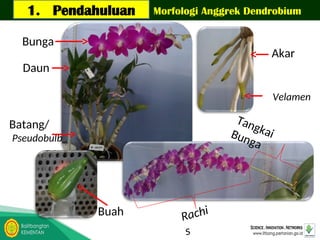 Budidaya Anggrek Terstandar BSIP Tanaman Hias | PPT