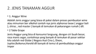 BUDIDAYA ANGGUR impor di bantargadung sukabumi | PPT | Free Download