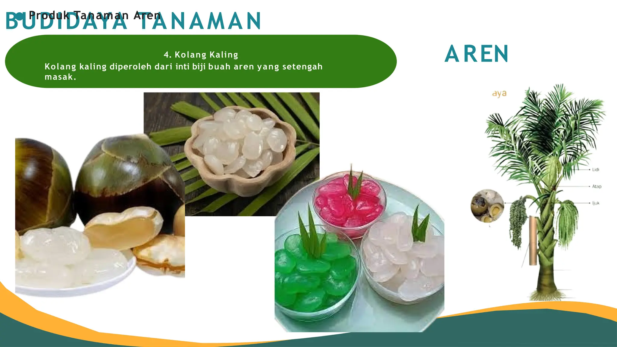 materi presentasi penyuluhan budidaya aren.pptx