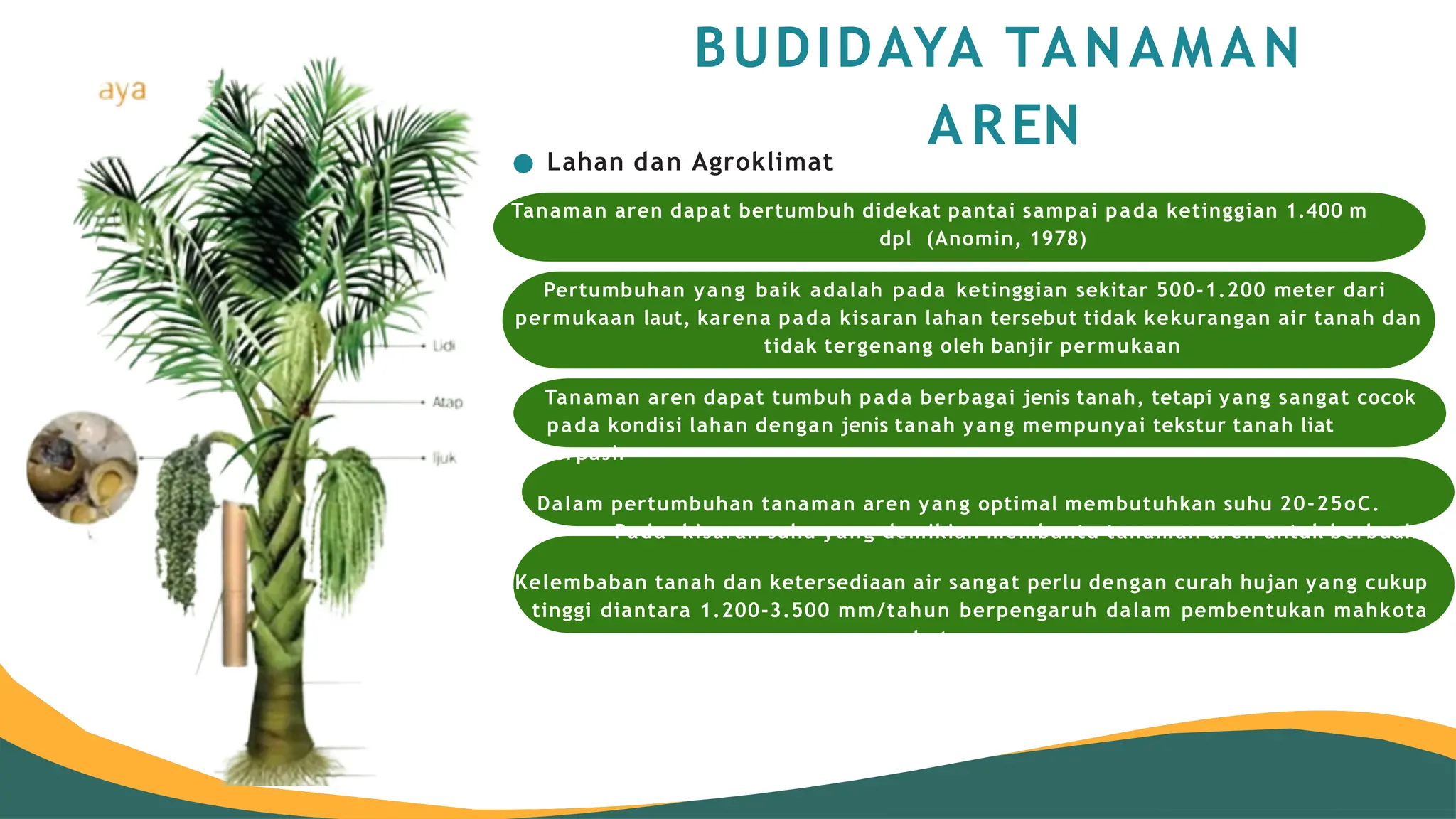 materi presentasi penyuluhan budidaya aren.pptx