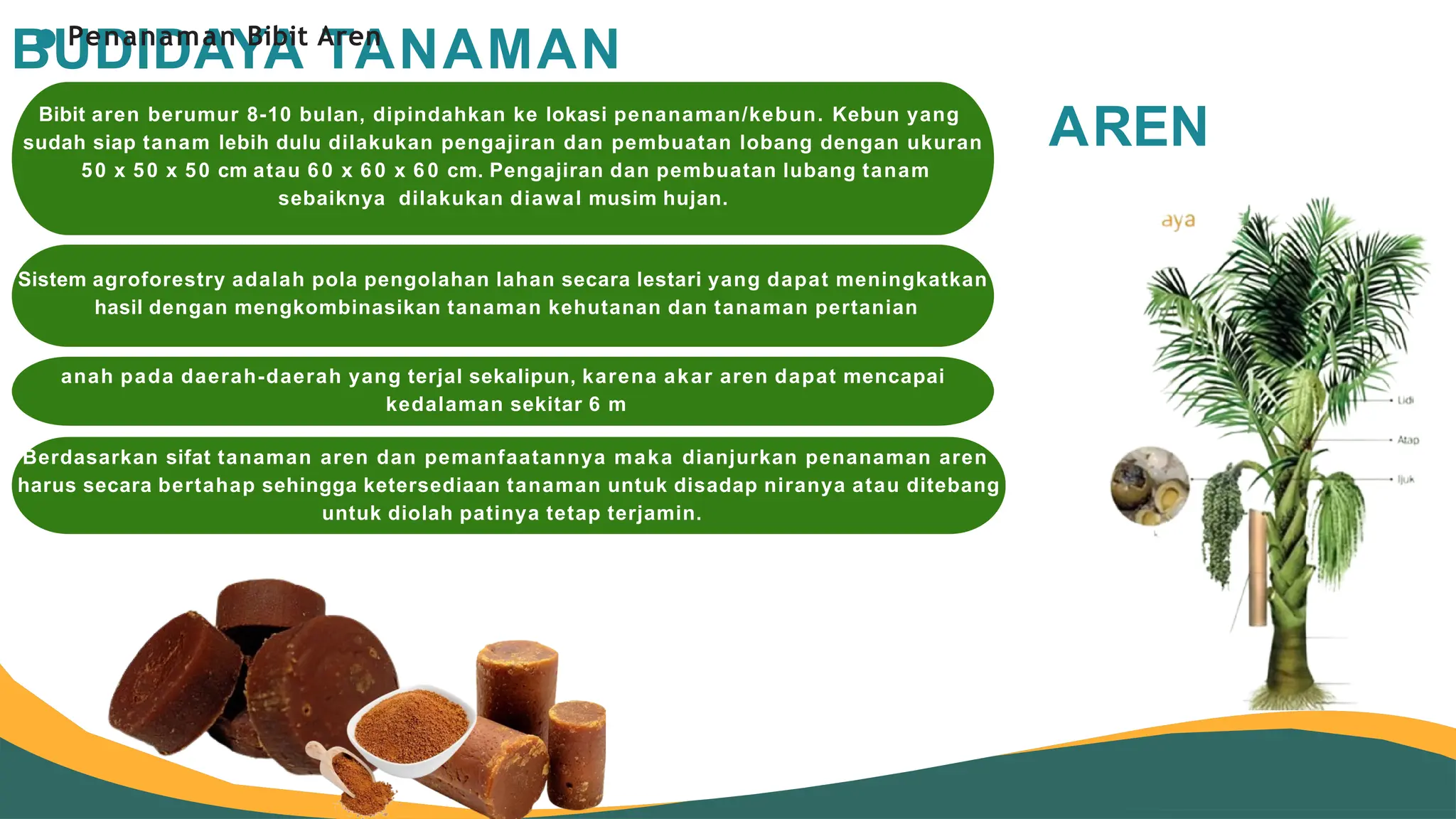 materi presentasi penyuluhan budidaya aren.pptx
