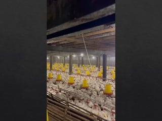budidaya ayam broiler sistem close house | PPTX
