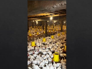 budidaya ayam broiler sistem close house | PPTX