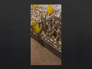 budidaya ayam broiler sistem close house | PPTX