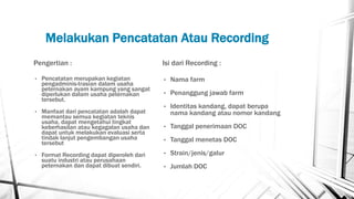 Budidaya ayam kampung | PPTX