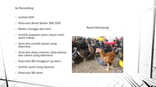 Budidaya ayam kampung | PPTX