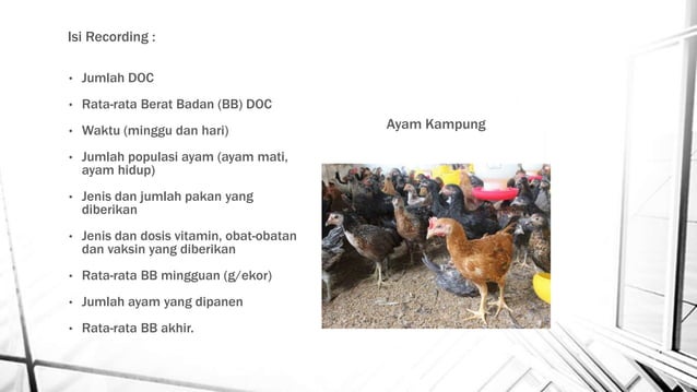Budidaya ayam kampung | PPTX