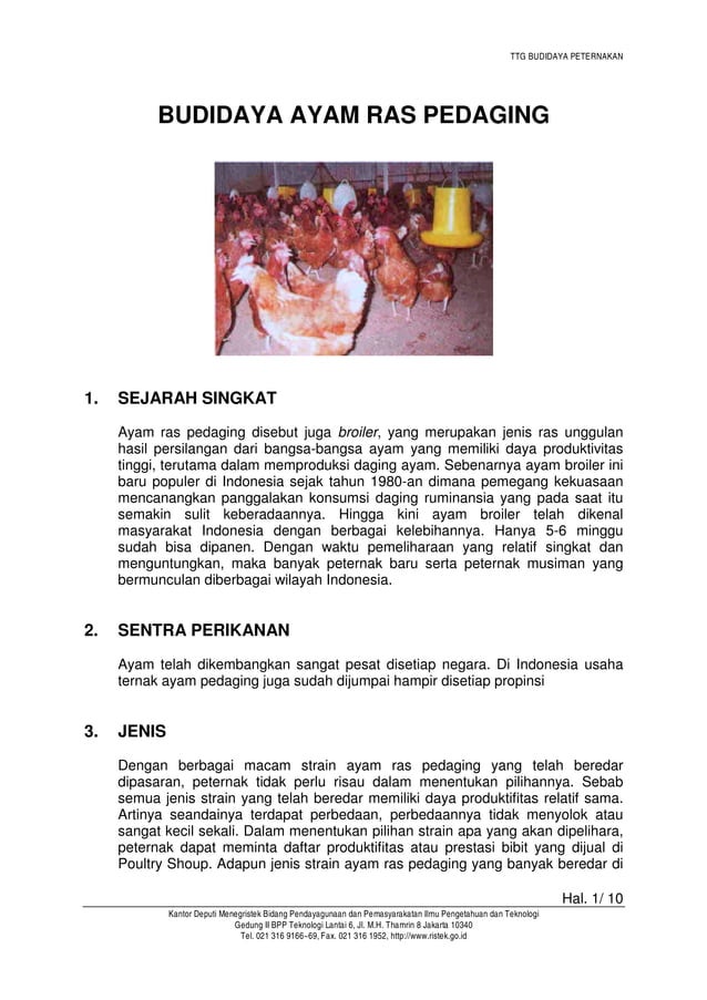 Budidaya Ayam Pedaging | PDF